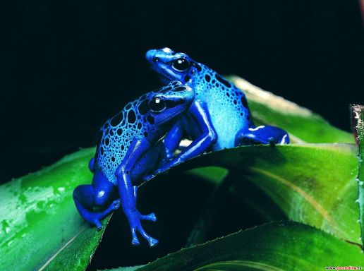 KAKO SU ĐANGO I PLAVE ŽABE PROSLAVILI MURSKO SREDIŠĆE – Muralist.hr